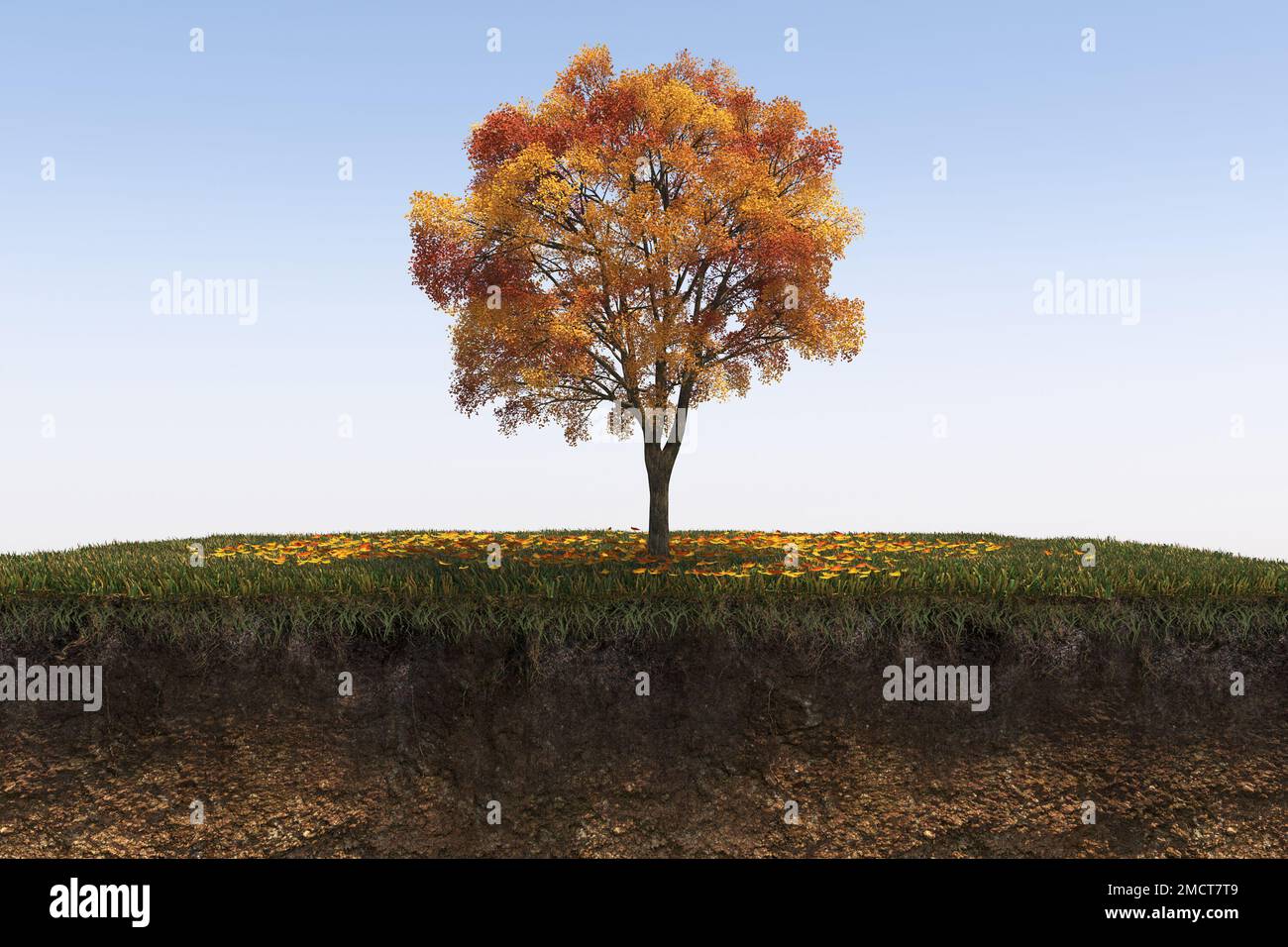 Autumn tree and soil cut under it. Isolated garden element, 3D ...