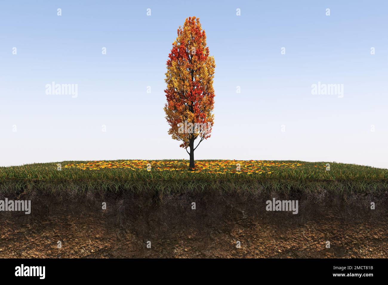 Autumn tree and soil cut under it. Isolated garden element, 3D ...