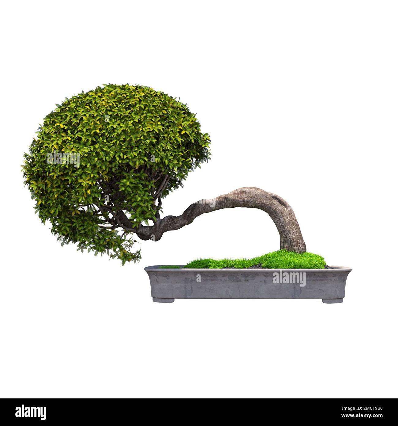 decorative bonsai tree isolated on white background, 3D illustration, cg render Stock Photo - Alamy