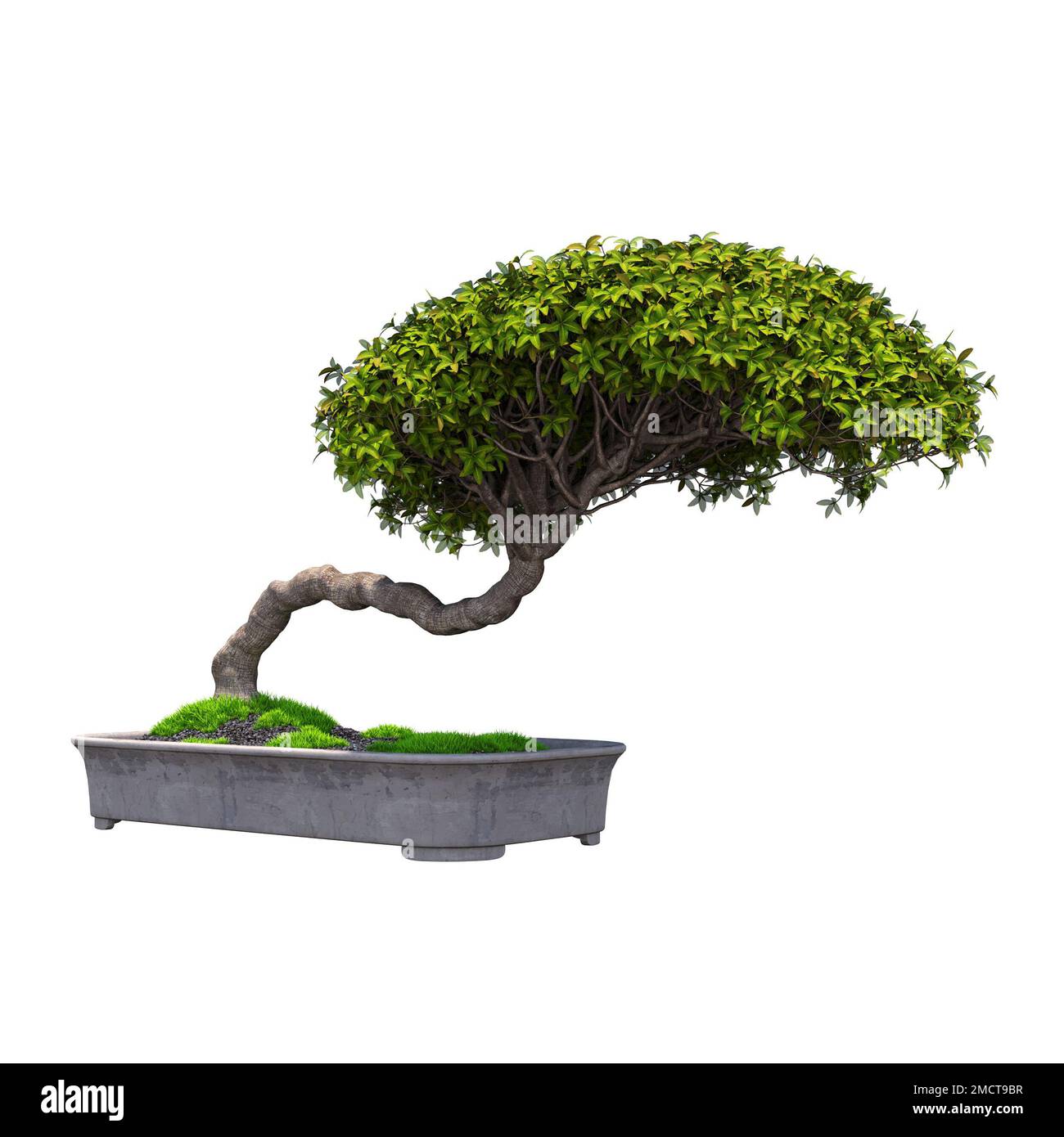 decorative bonsai tree isolated on white background, 3D illustration, cg render Stock Photo - Alamy