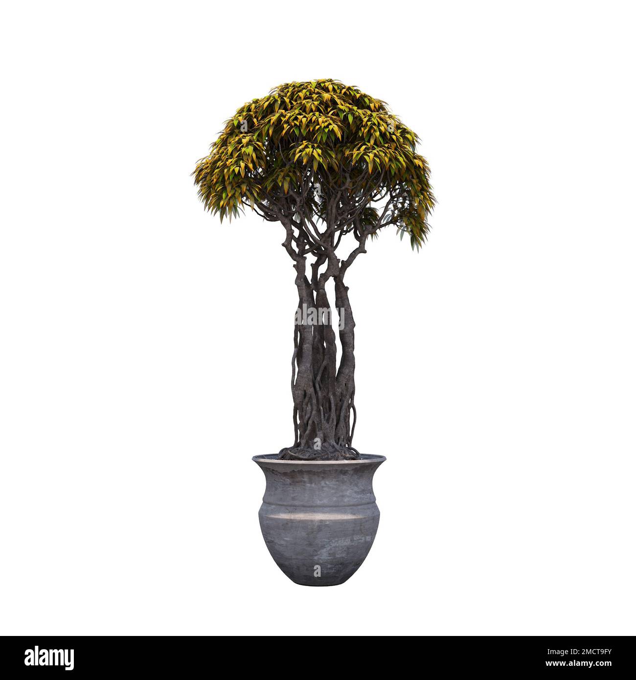 decorative bonsai tree isolated on white background, 3D illustration, cg render Stock Photo - Alamy