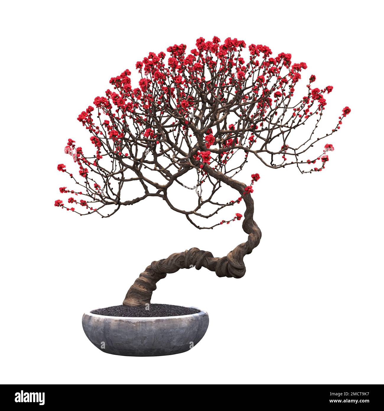 decorative bonsai tree isolated on white background, 3D illustration, cg render Stock Photo - Alamy