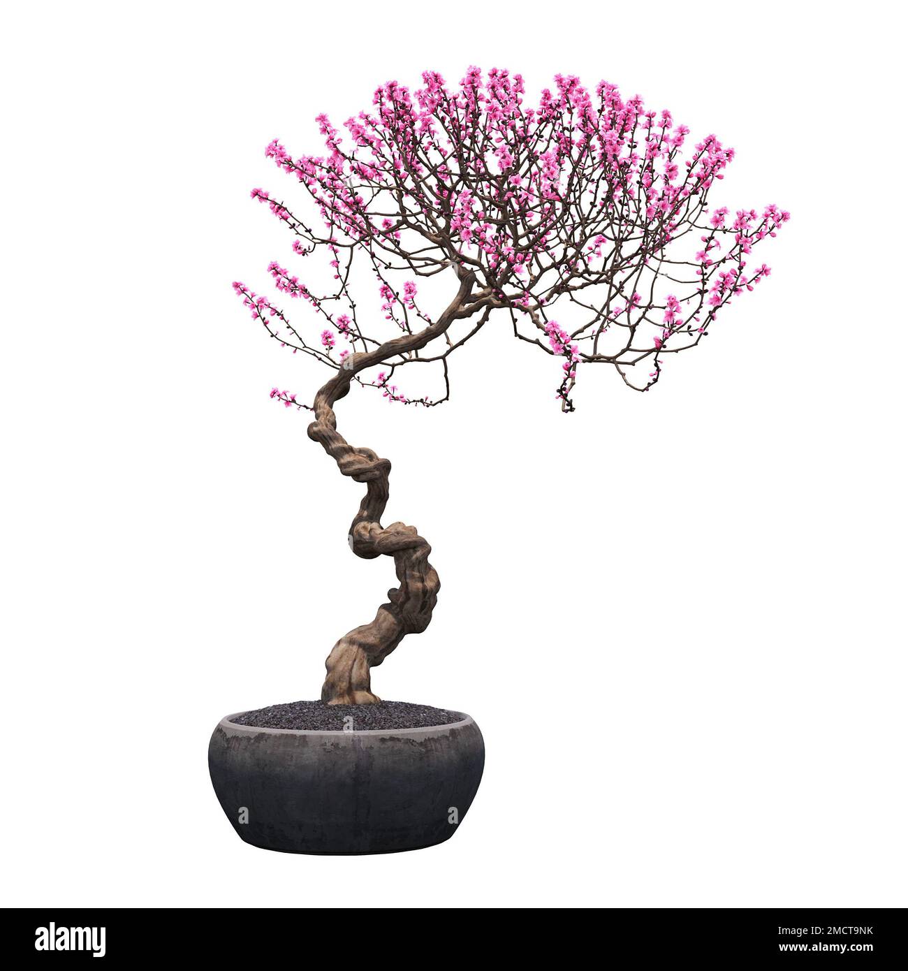 decorative bonsai tree isolated on white background, 3D illustration ...