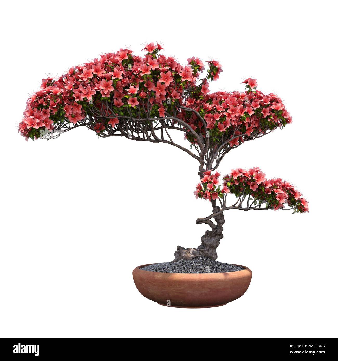 decorative bonsai tree isolated on white background, 3D illustration, cg render Stock Photo - Alamy