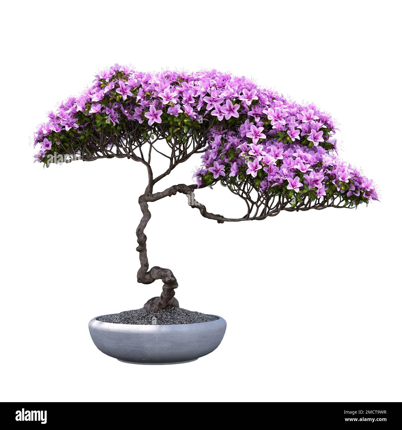 decorative bonsai tree isolated on white background, 3D illustration, cg render Stock Photo - Alamy