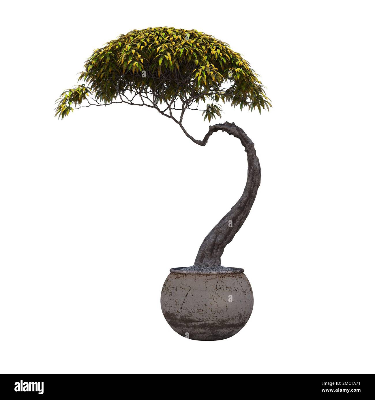 decorative bonsai tree isolated on white background, 3D illustration, cg render Stock Photo - Alamy