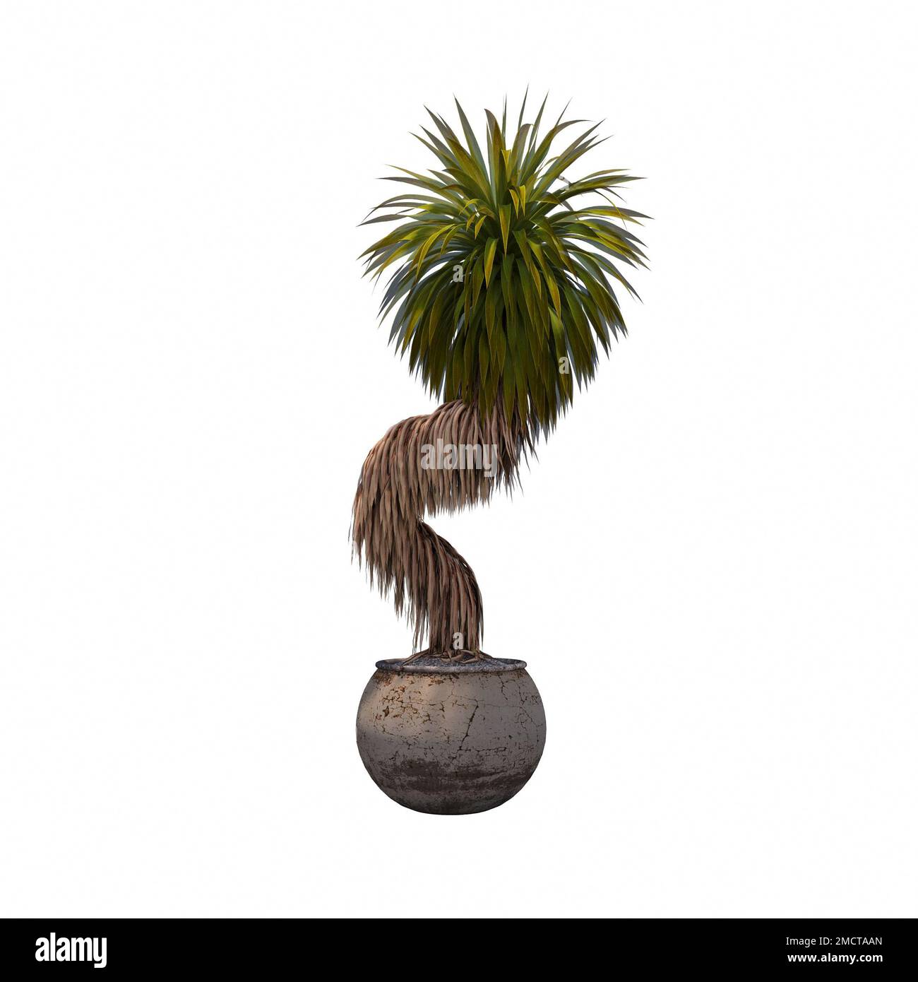 decorative bonsai tree isolated on white background, 3D illustration, cg render Stock Photo - Alamy
