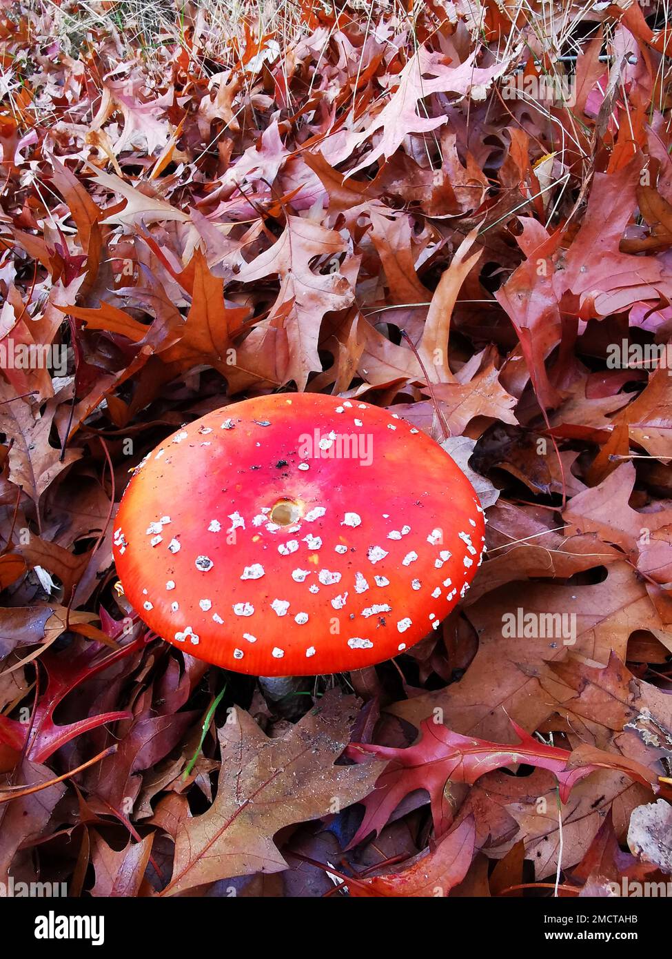 A vertical shot of a red toadstool on a forest ground Stock Photo - Alamy