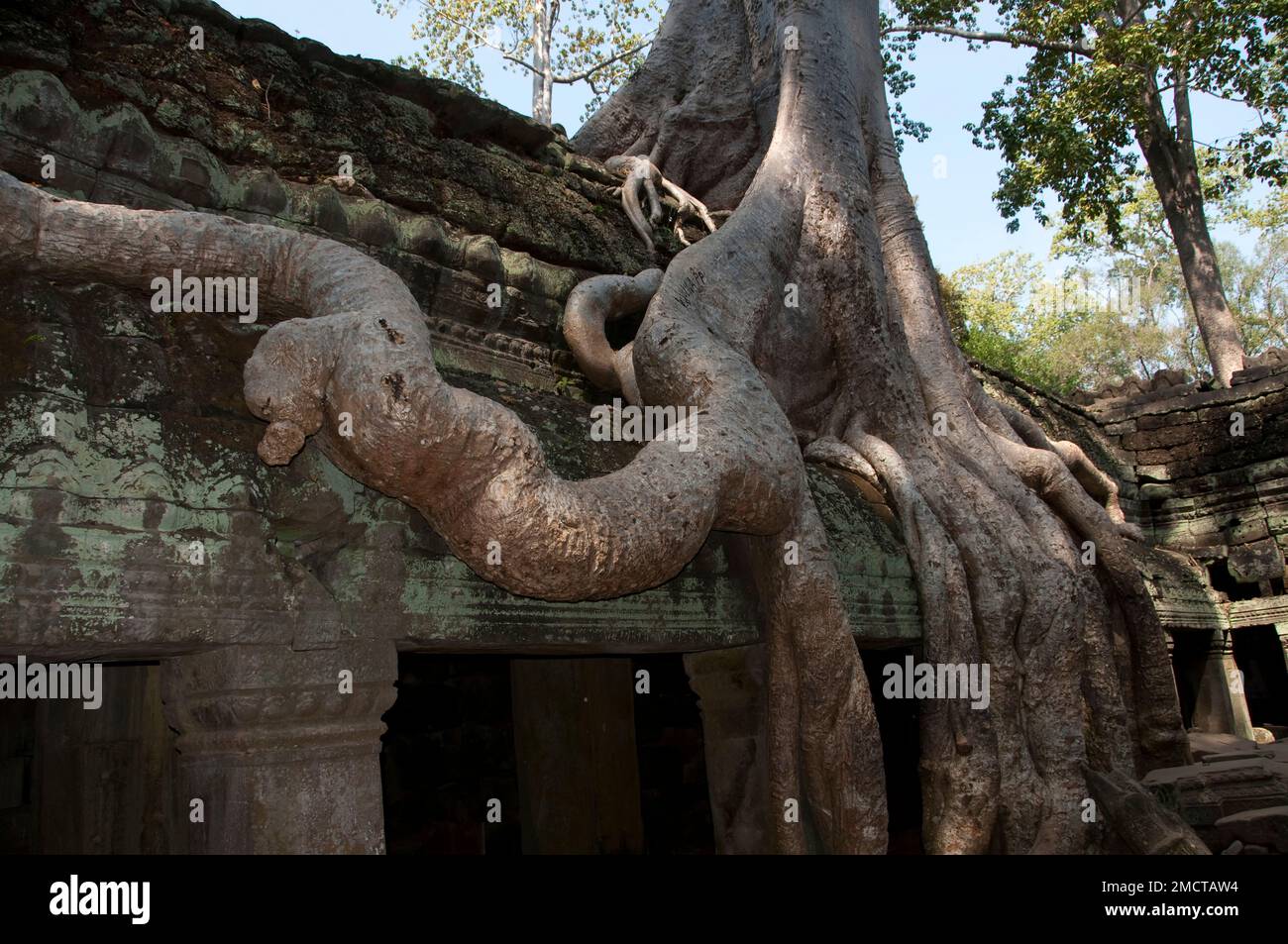 Ficus gibbosa hi-res stock photography and images - Alamy