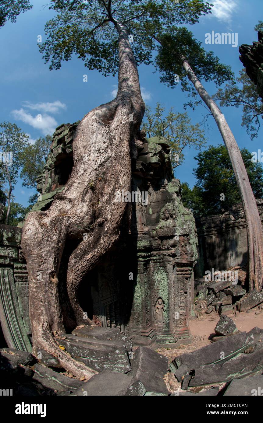 Strangler Fig Tree (Ficus gibbosa) roots on wall, Ta Prohm temple ...