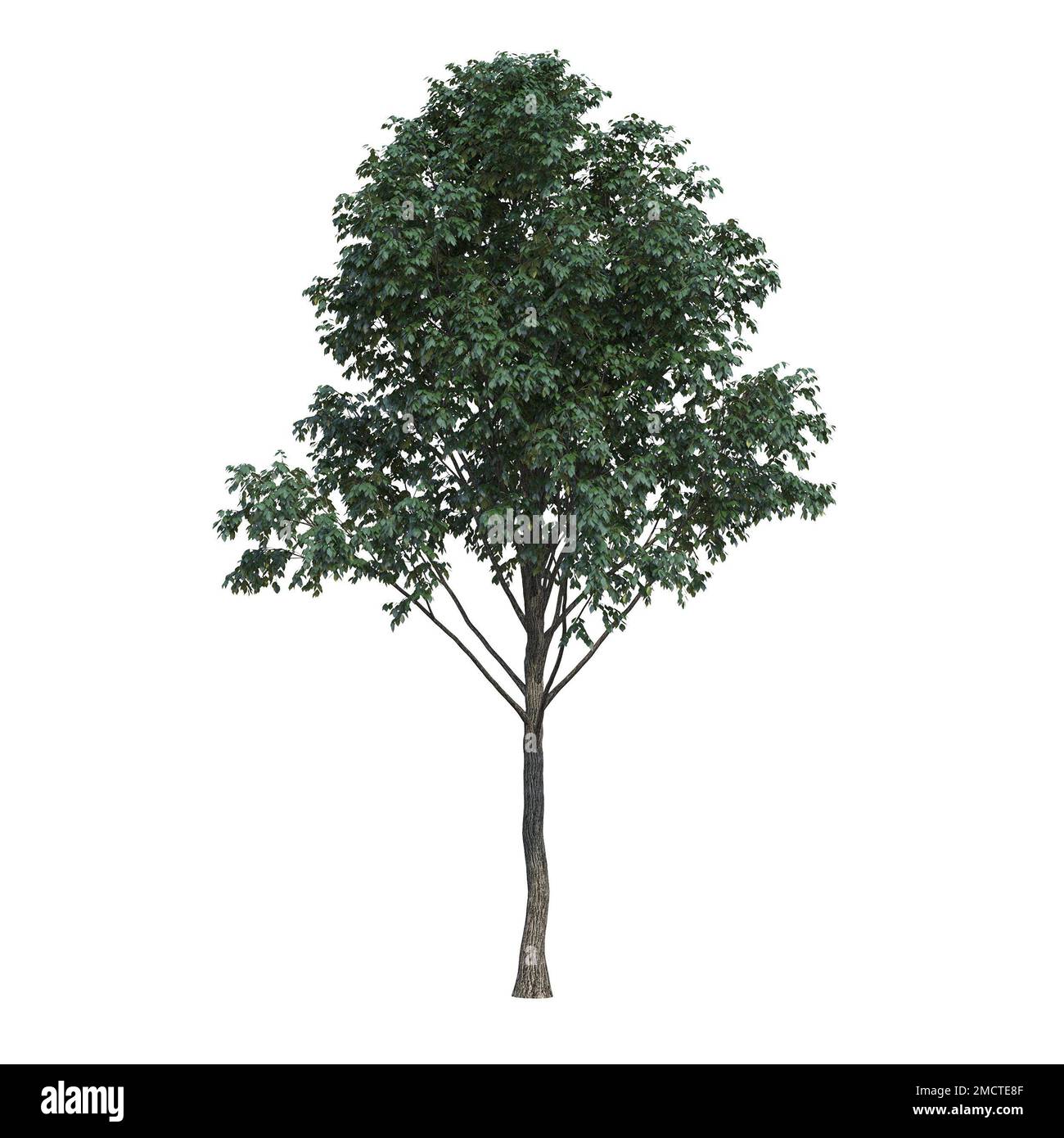 big tree, isolated on white background, 3D illustration, cg render ...