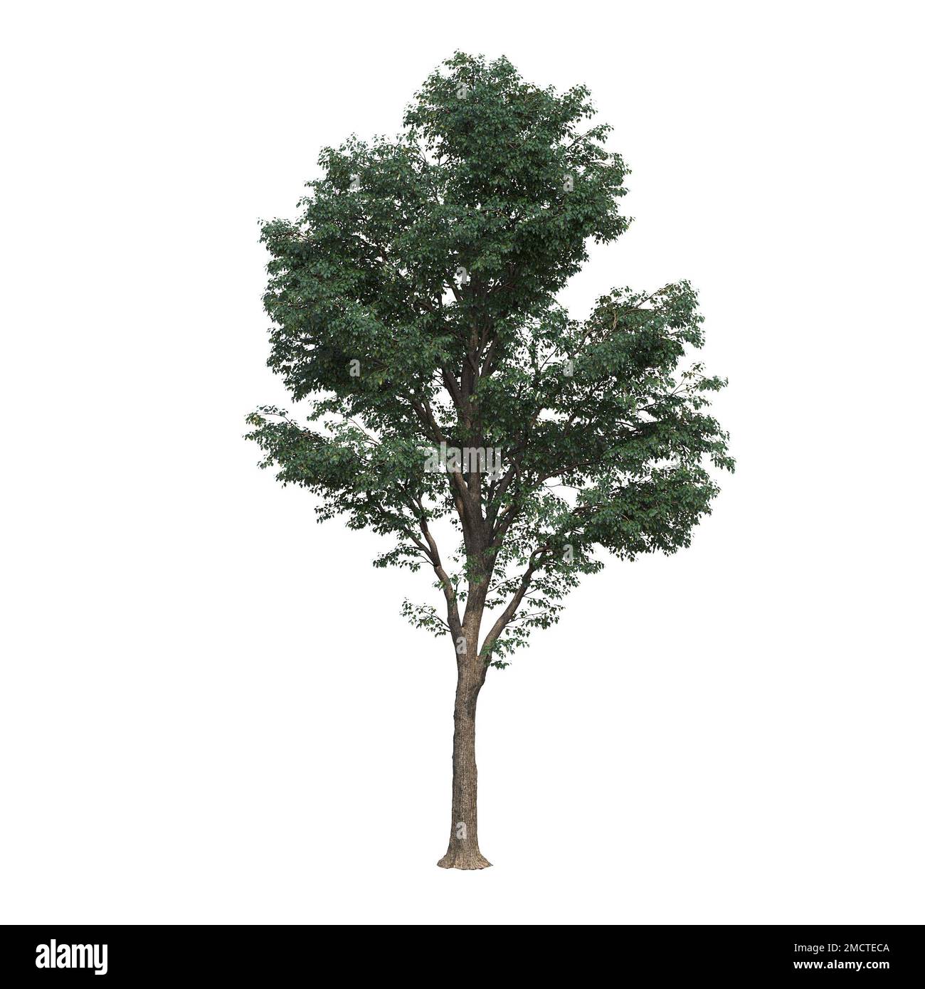 big tree, isolated on white background, 3D illustration, cg render ...