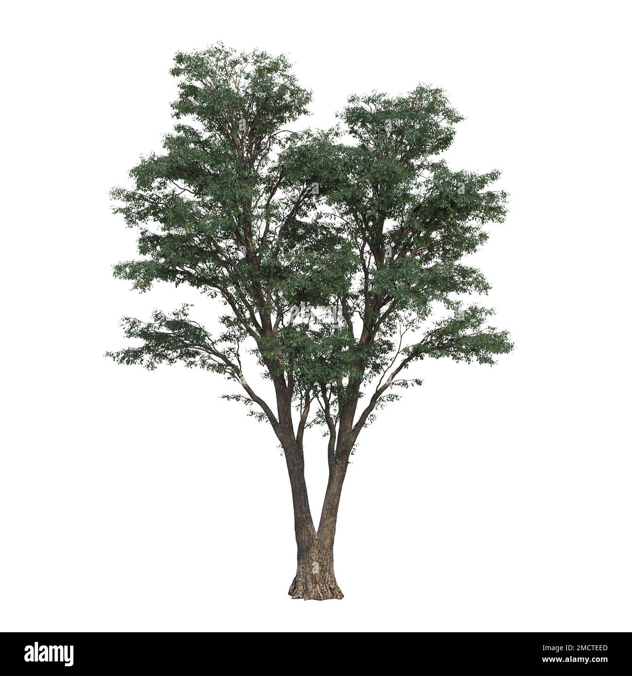 big tree, isolated on white background, 3D illustration, cg render ...