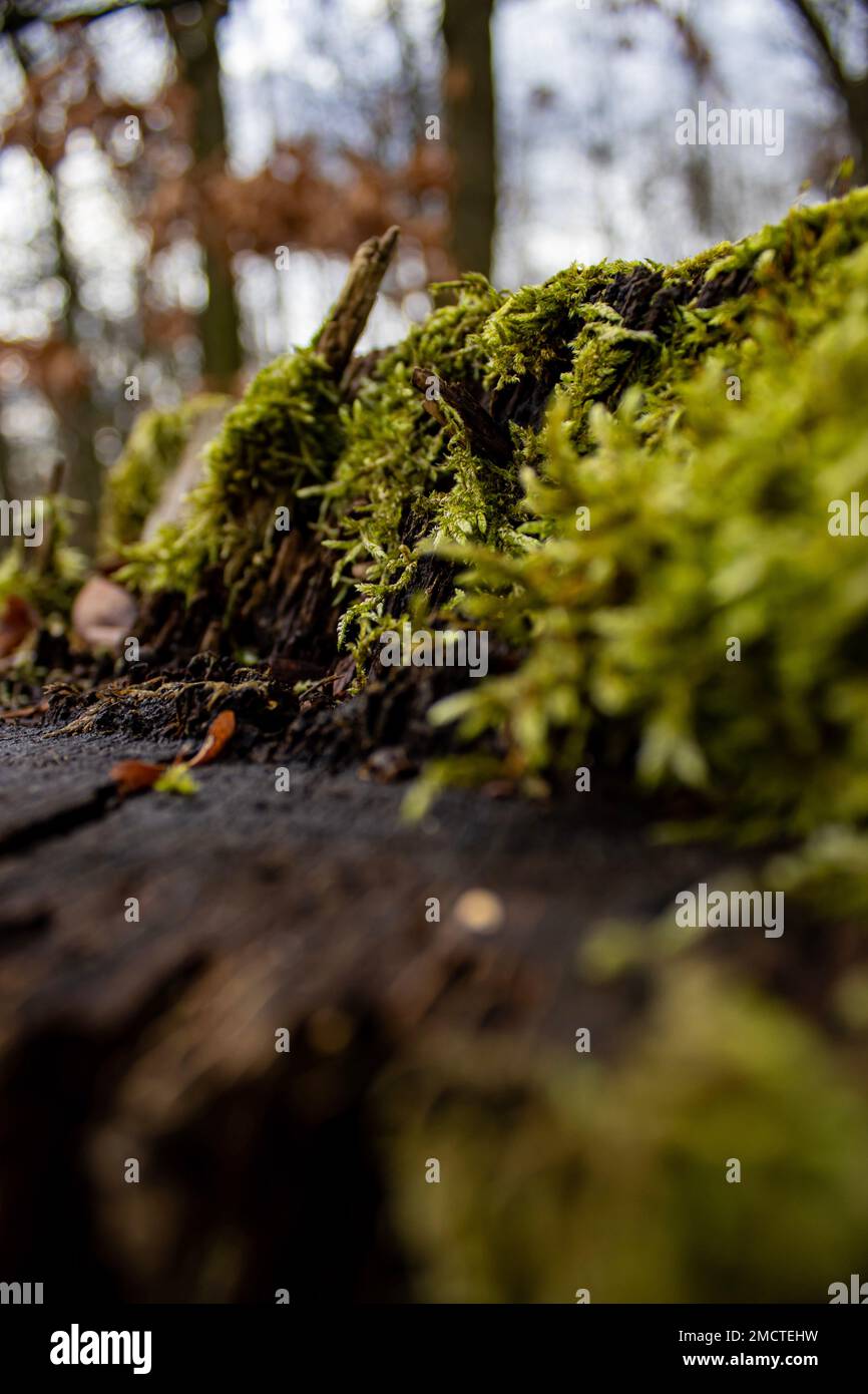 A vertical closeup of a mossy surface in a forest Stock Photo - Alamy