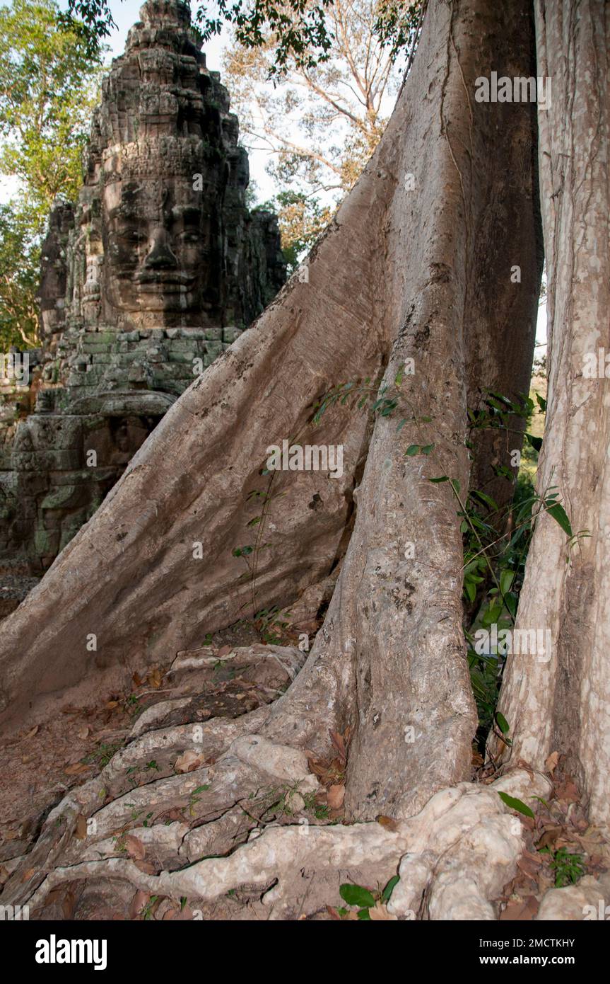 Fig Tree (Ficus sp) by tower with face carvings, South Gate tower ...