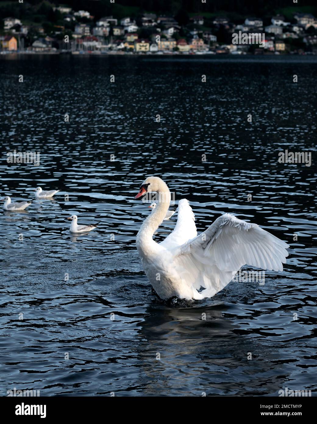 White swan swimming in the lake, bird called flapper or a cygnet Stock ...
