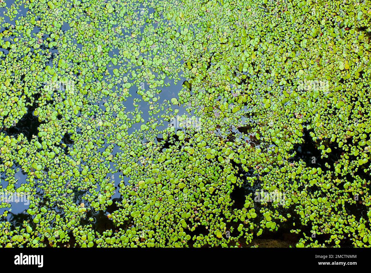 River blooming algae. Blooming water texture background. Close up, top ...