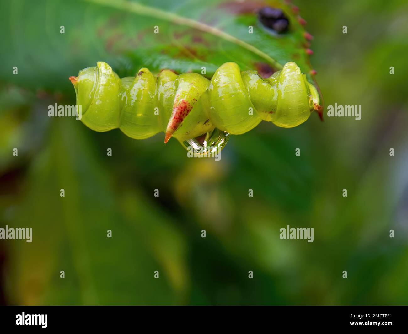 Macro photography of a burst rhododendron seed pod with a rain drop ...