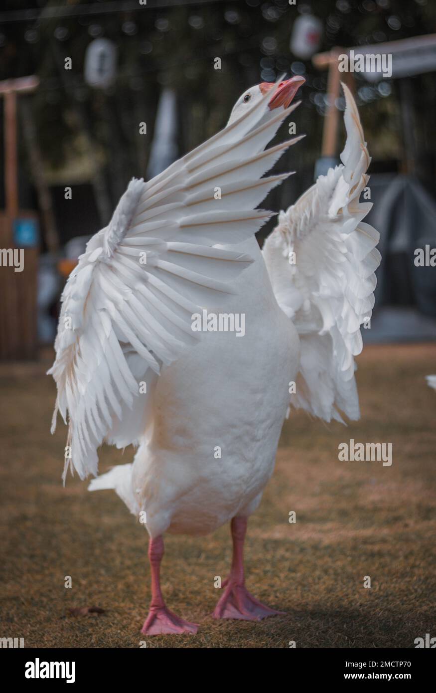 A vertical closeup of a beautiful white Goose flying up opening its ...