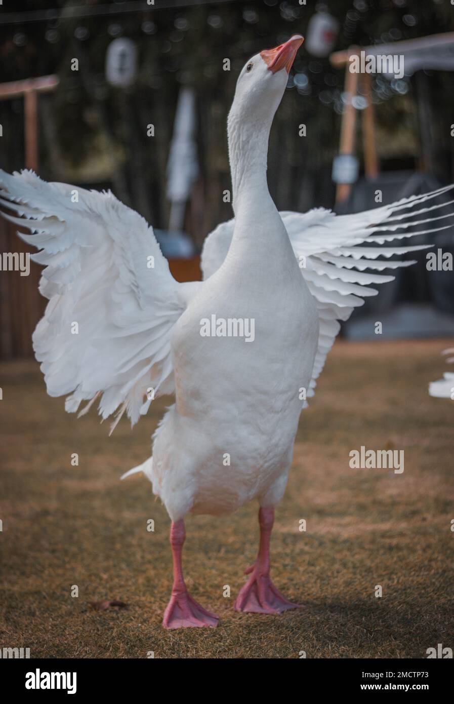 A vertical closeup of a beautiful white Goose flying up opening its ...