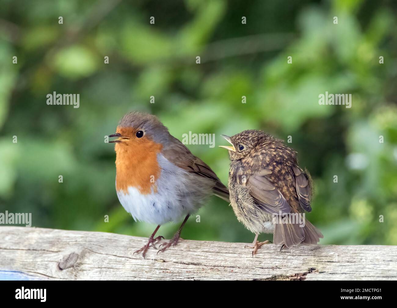 Young european common robin hi-res stock photography and images - Alamy