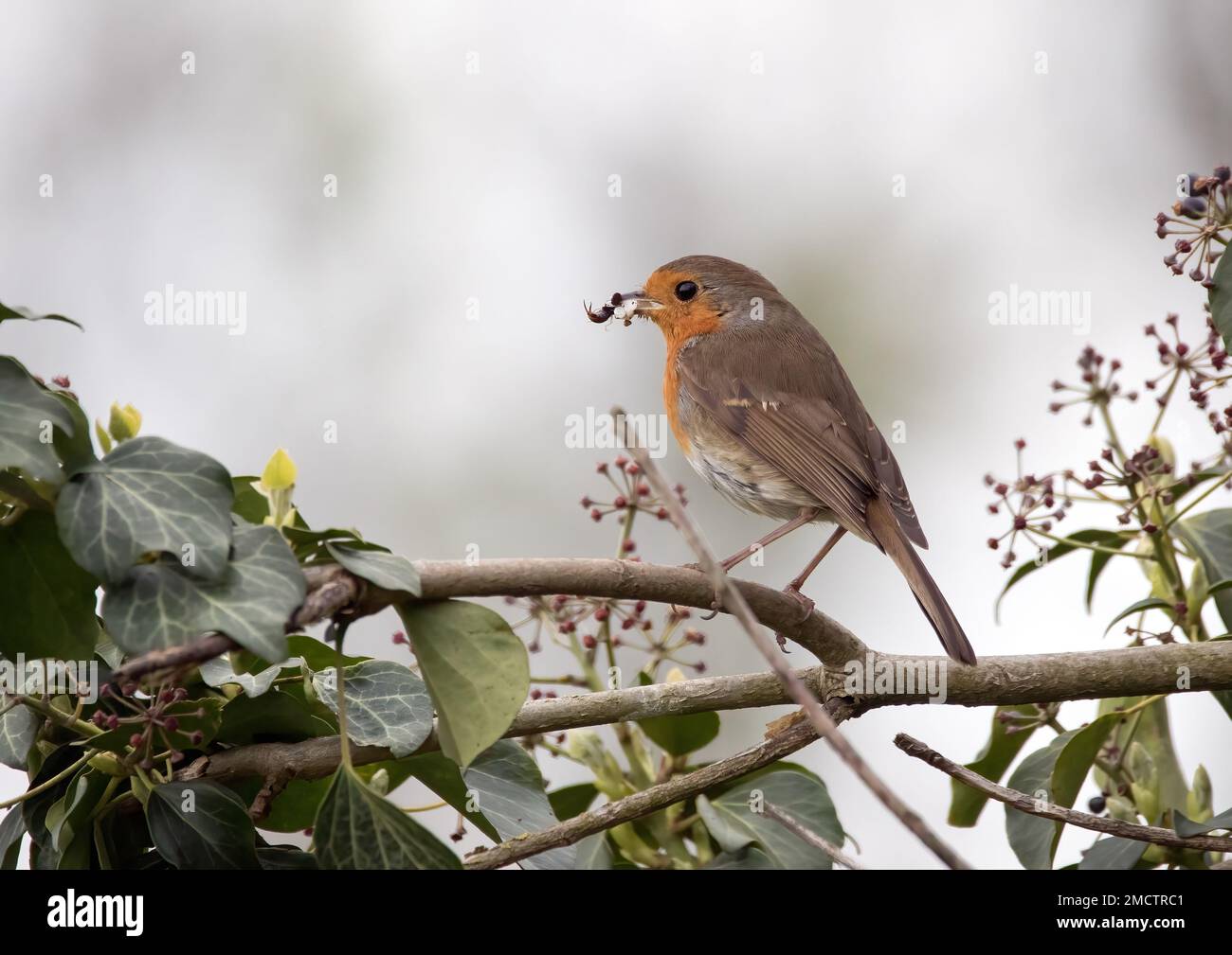 Robin with insects in beak Stock Photo - Alamy