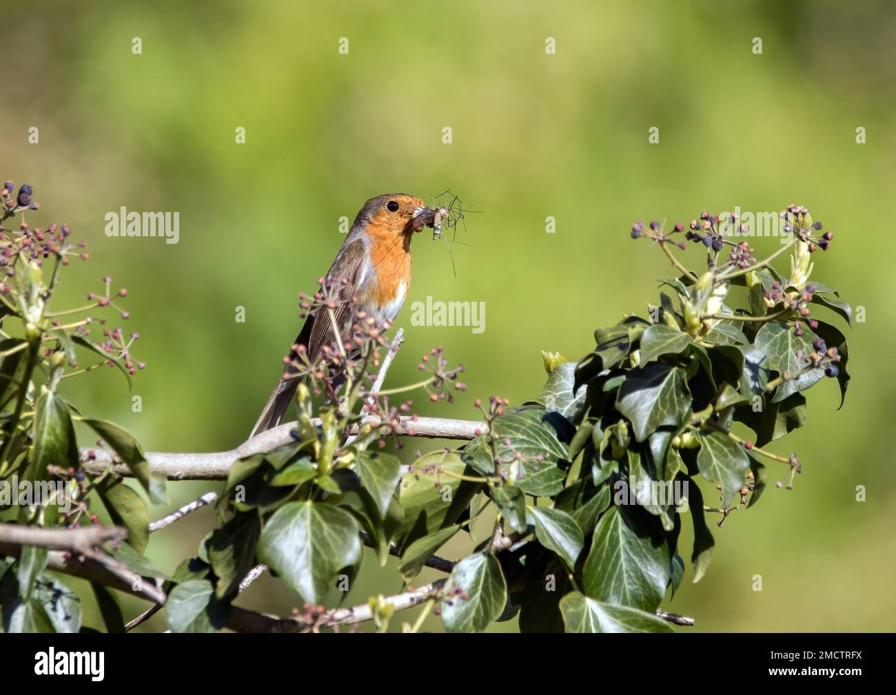 Robin with insects in beak Stock Photo - Alamy