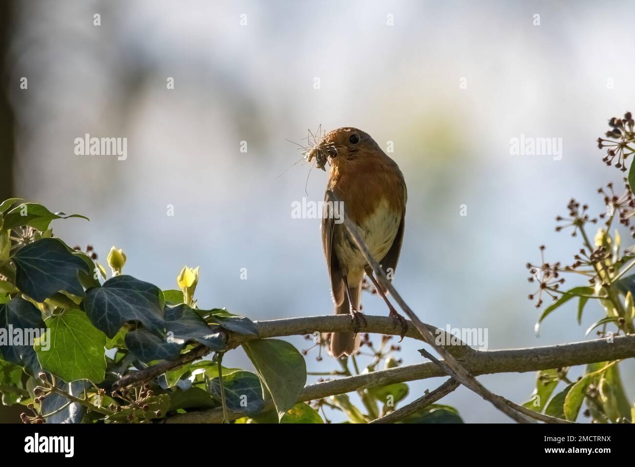 Robin with insects in beak Stock Photo - Alamy