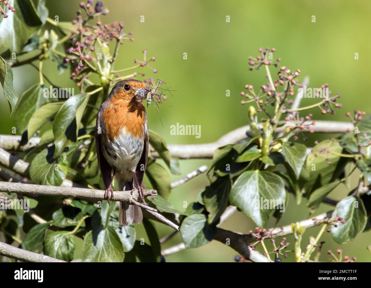 Robin with insects in beak Stock Photo - Alamy