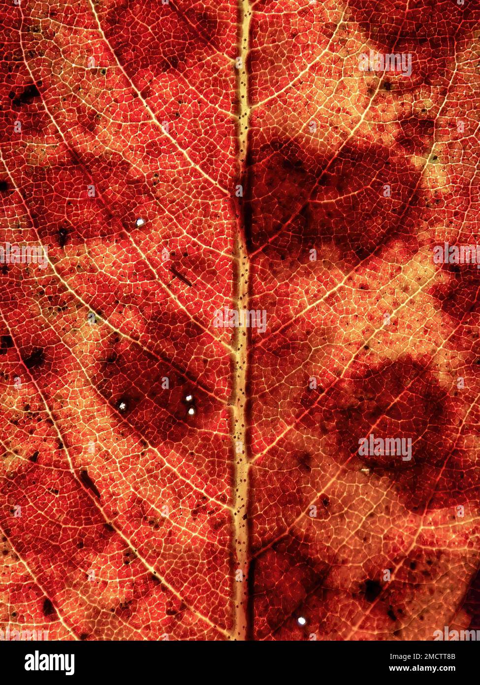 Macro photography of a dead leaf and its veins as seen against the ...