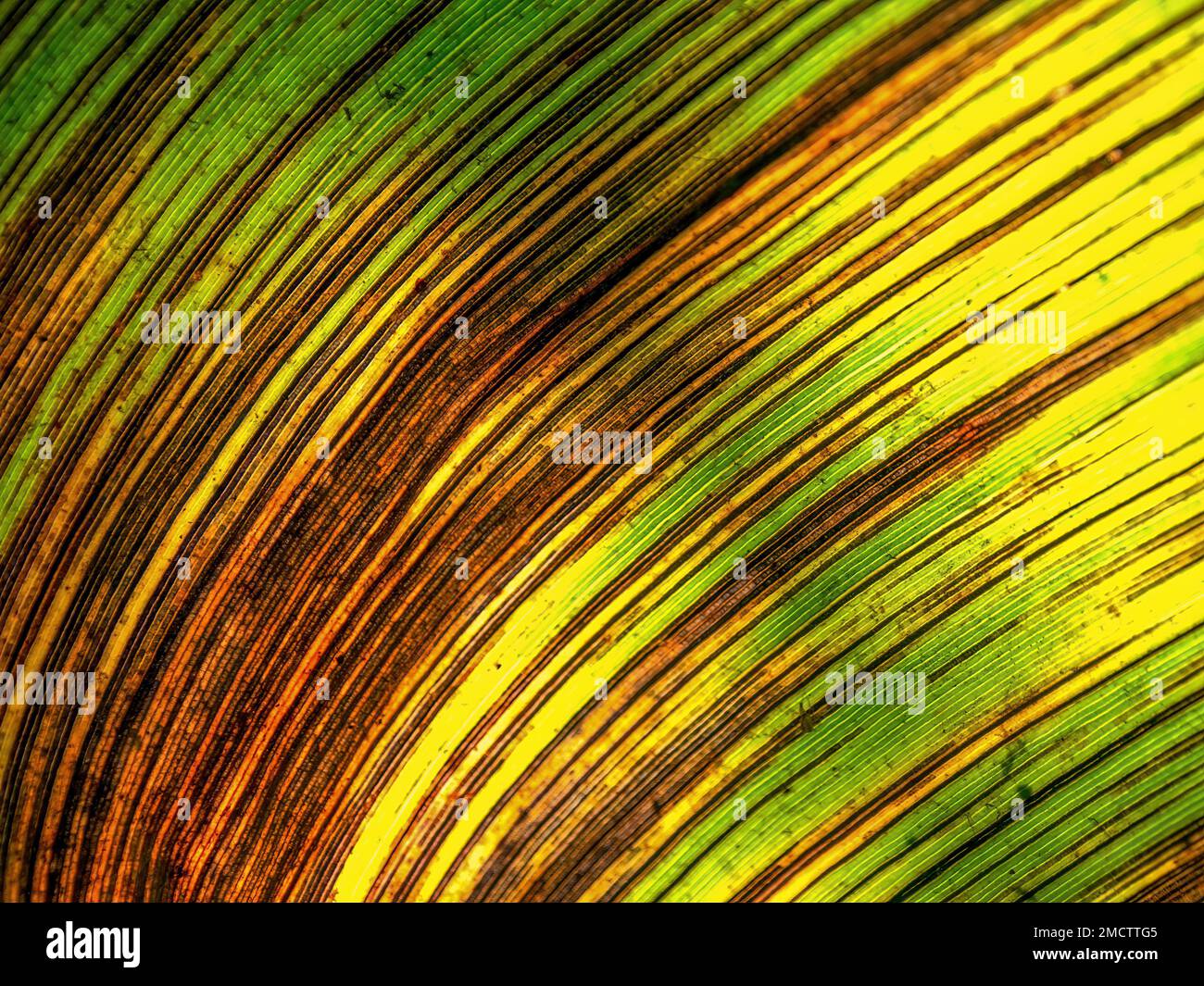 Macro photography of the veins and lines of a dying leaf of plantain as ...
