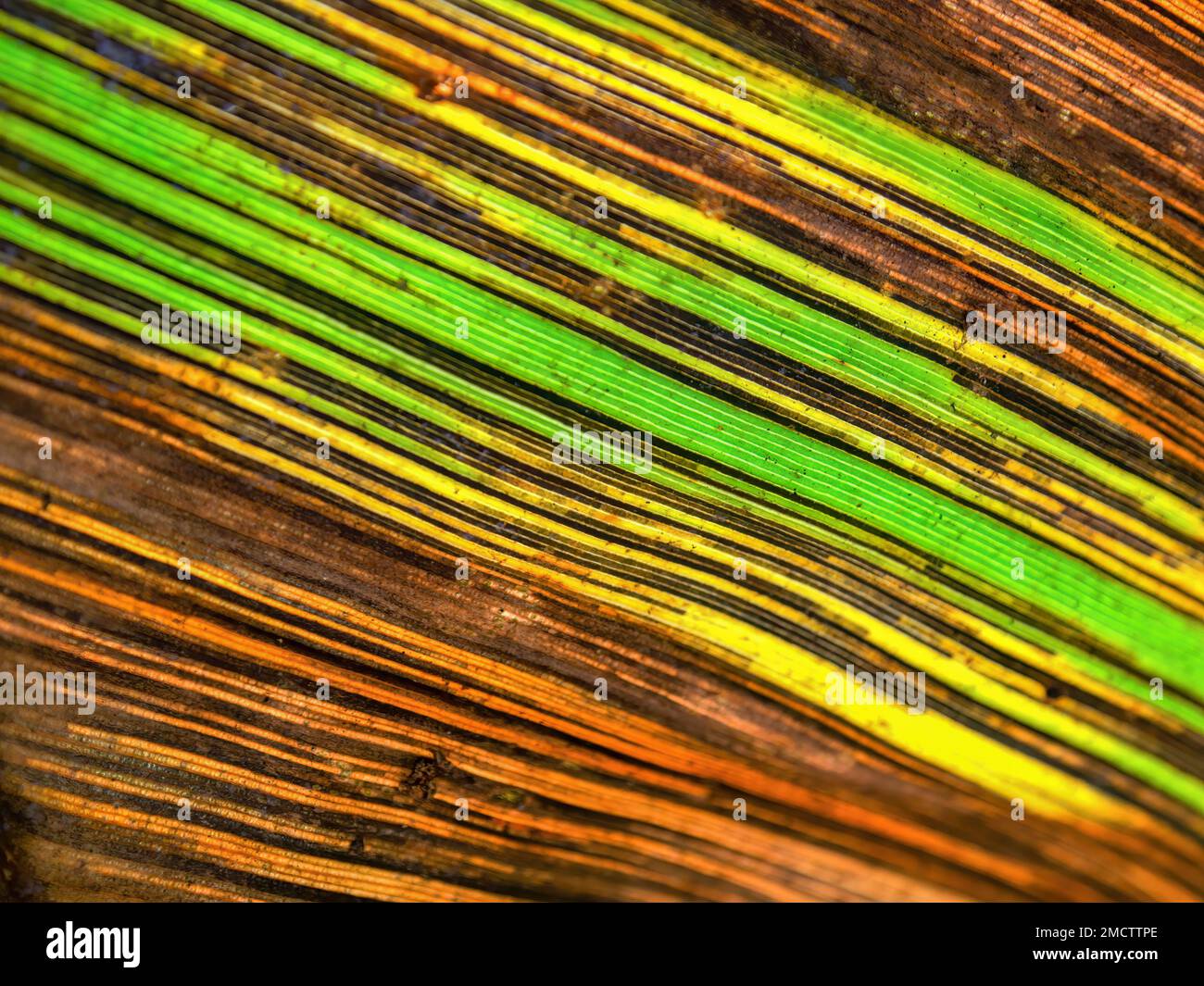 Macro photography of the veins and lines of a dying leaf of plantain as ...