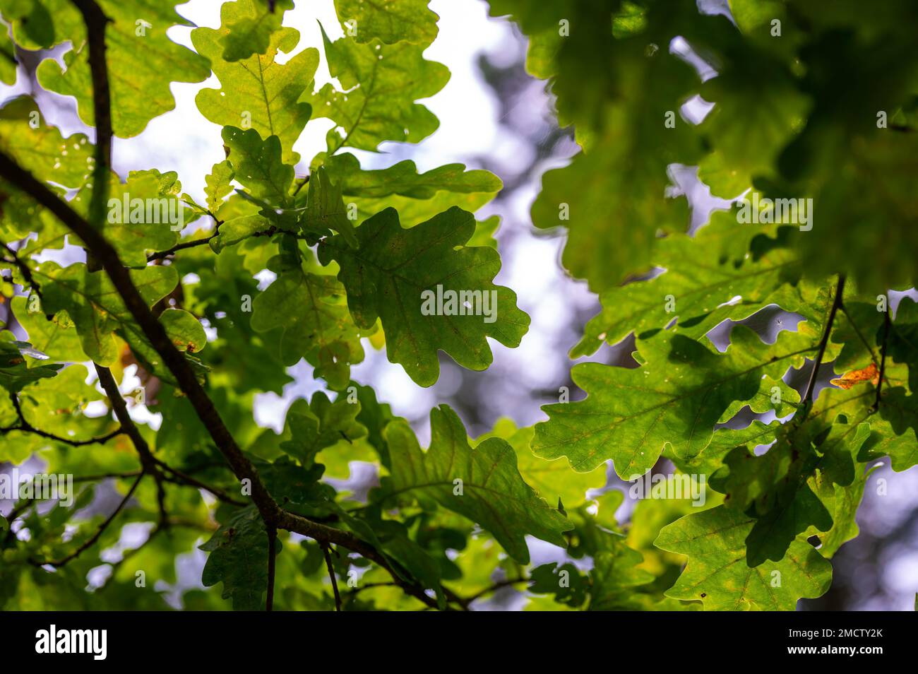 Olive green oak tree leaves growing on the branch view from bellow ...