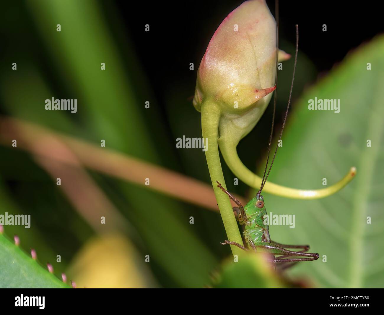 Macro photography of a green grasshopper hidden in a rhododendron bud ...