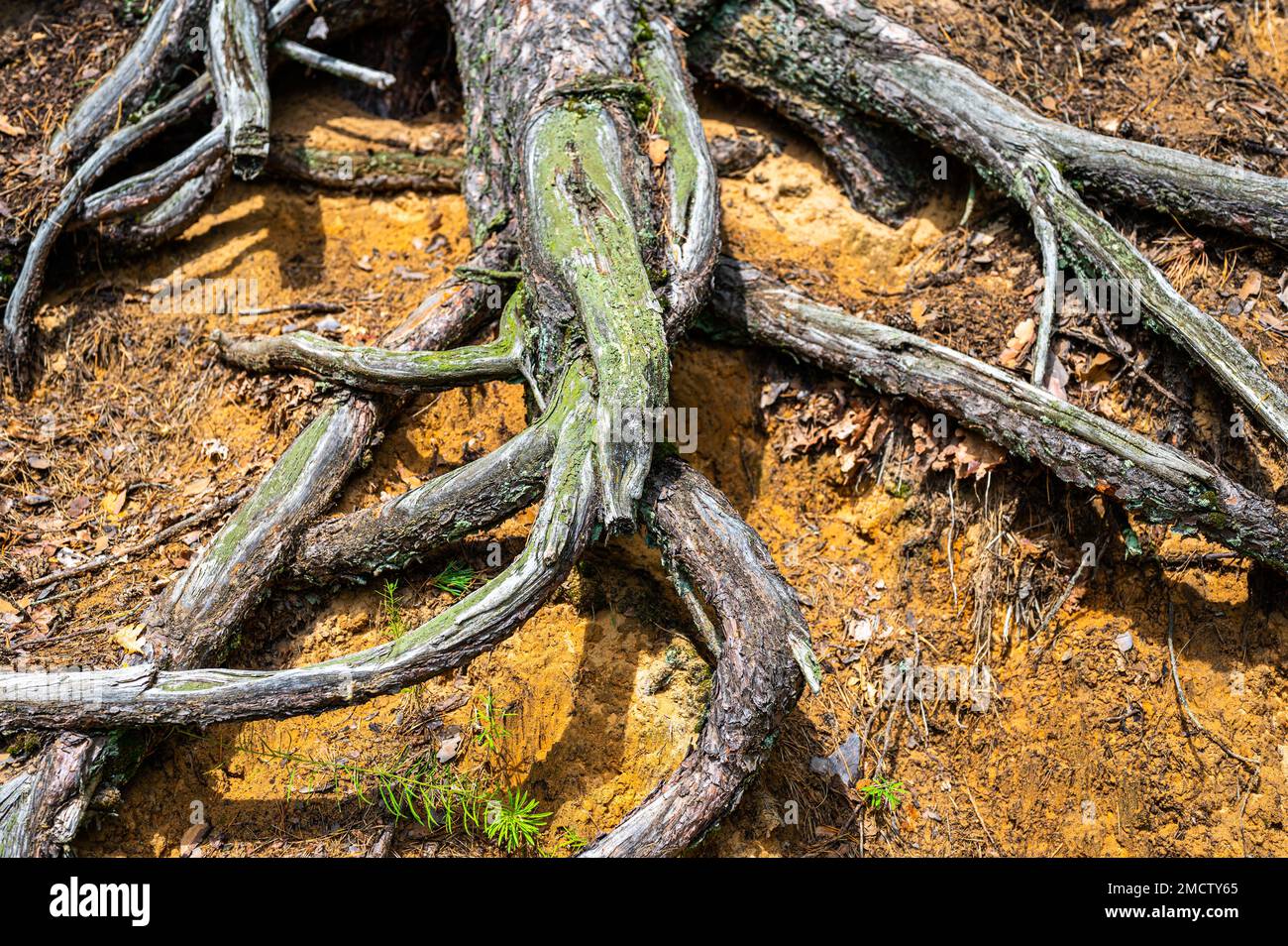Curved Intertwined twisted partly dead roots of the pine tree growing ...