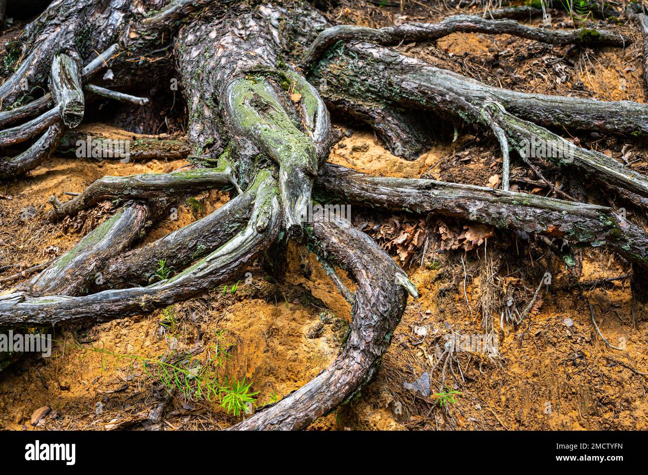 Curved Intertwined twisted partly dead roots of the pine tree growing ...