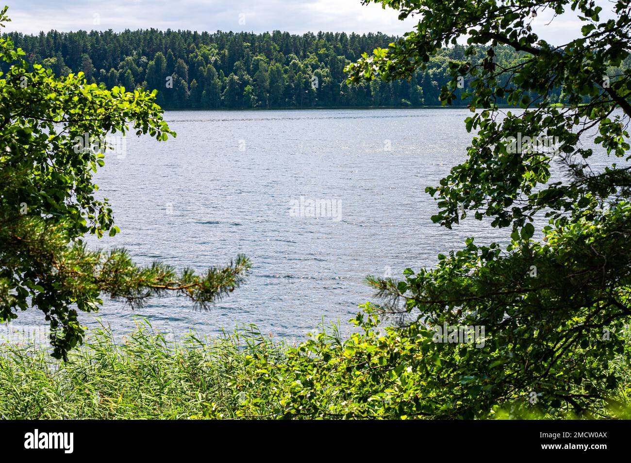 Beautiful forest lake nature scenery. Natural green leaves frame ...