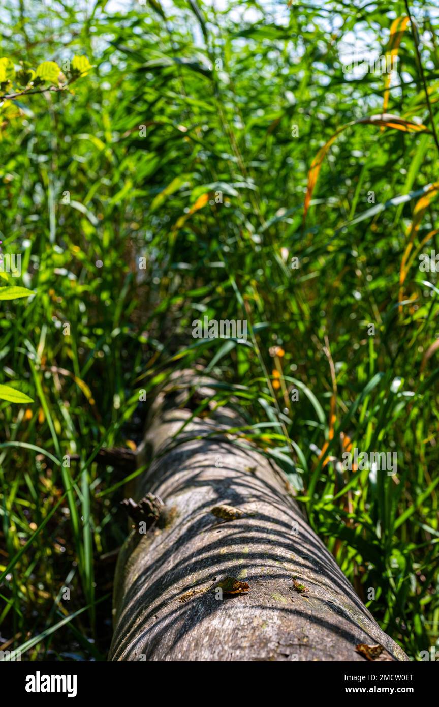 Bark free fallen toward the water dead tree trunk surrounded by rich ...