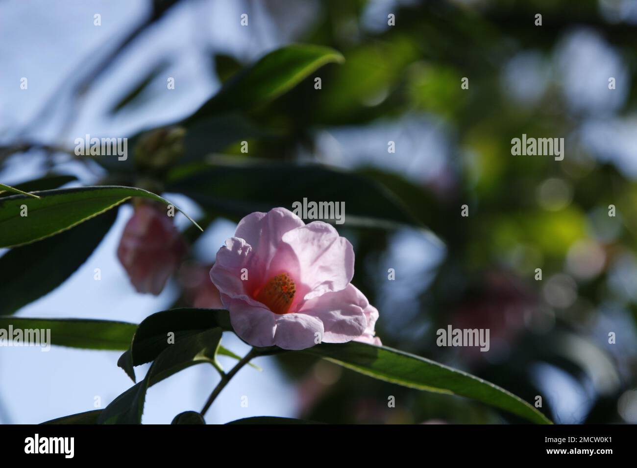 A closeup of a beautiful single blooming Camelia flower on a tree with ...