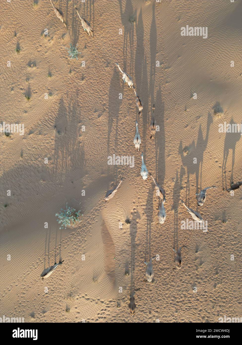 An aerial top view of camels traversing the sands of a beautiful desert ...