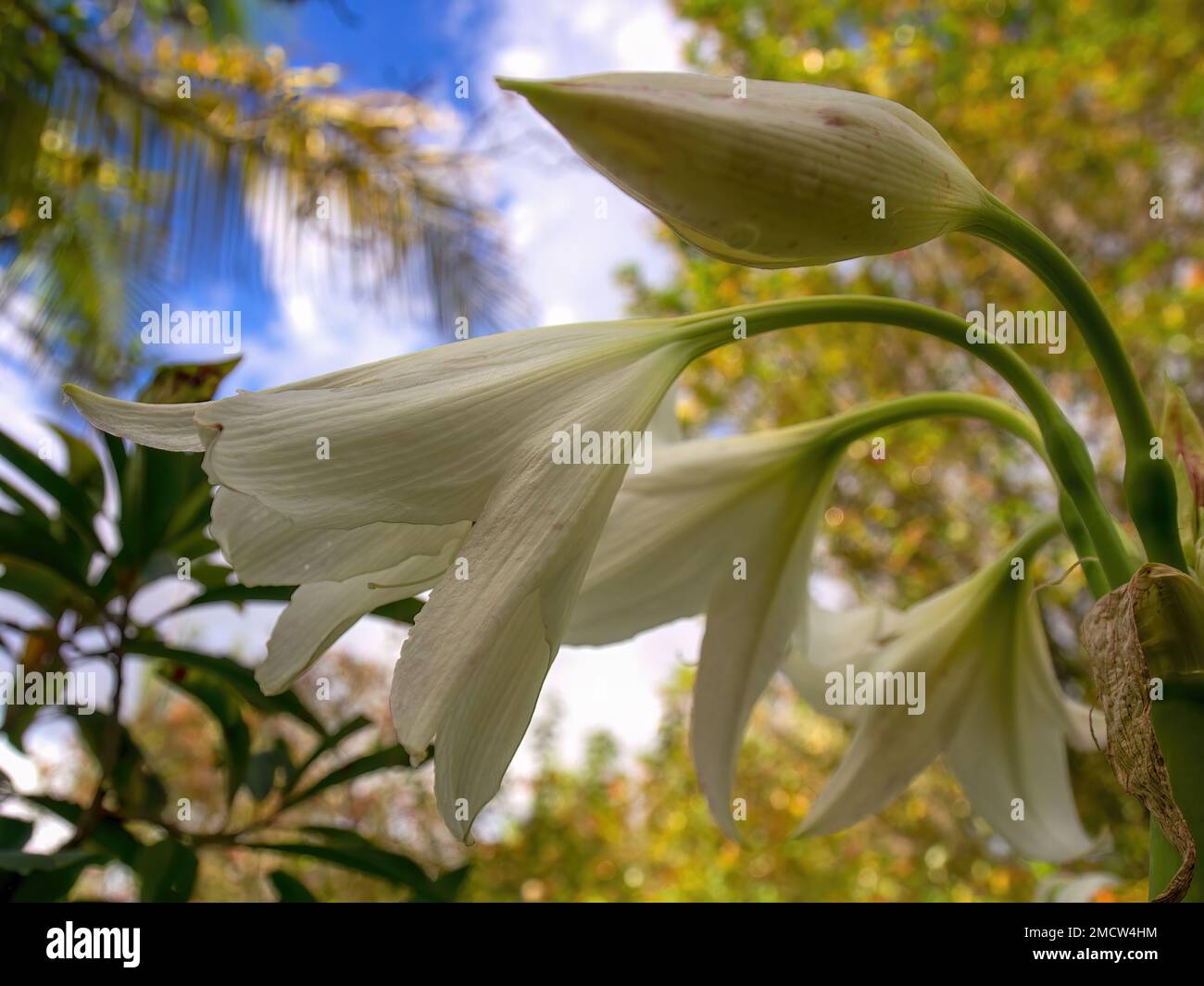A bouquet of madonna lily flowers and buds. Photographed at a garden ...