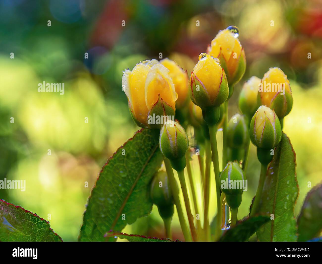 Macro photography of a bouquet of miniature yellow roses and buds with ...