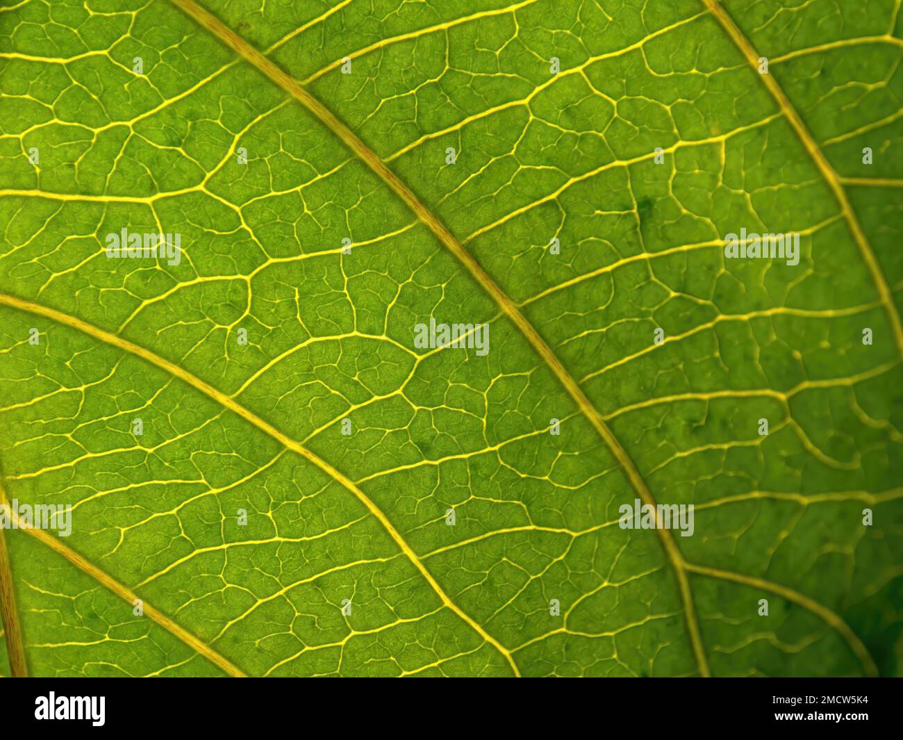 Macro photography of the veins of the leaf of kale against the sun ...