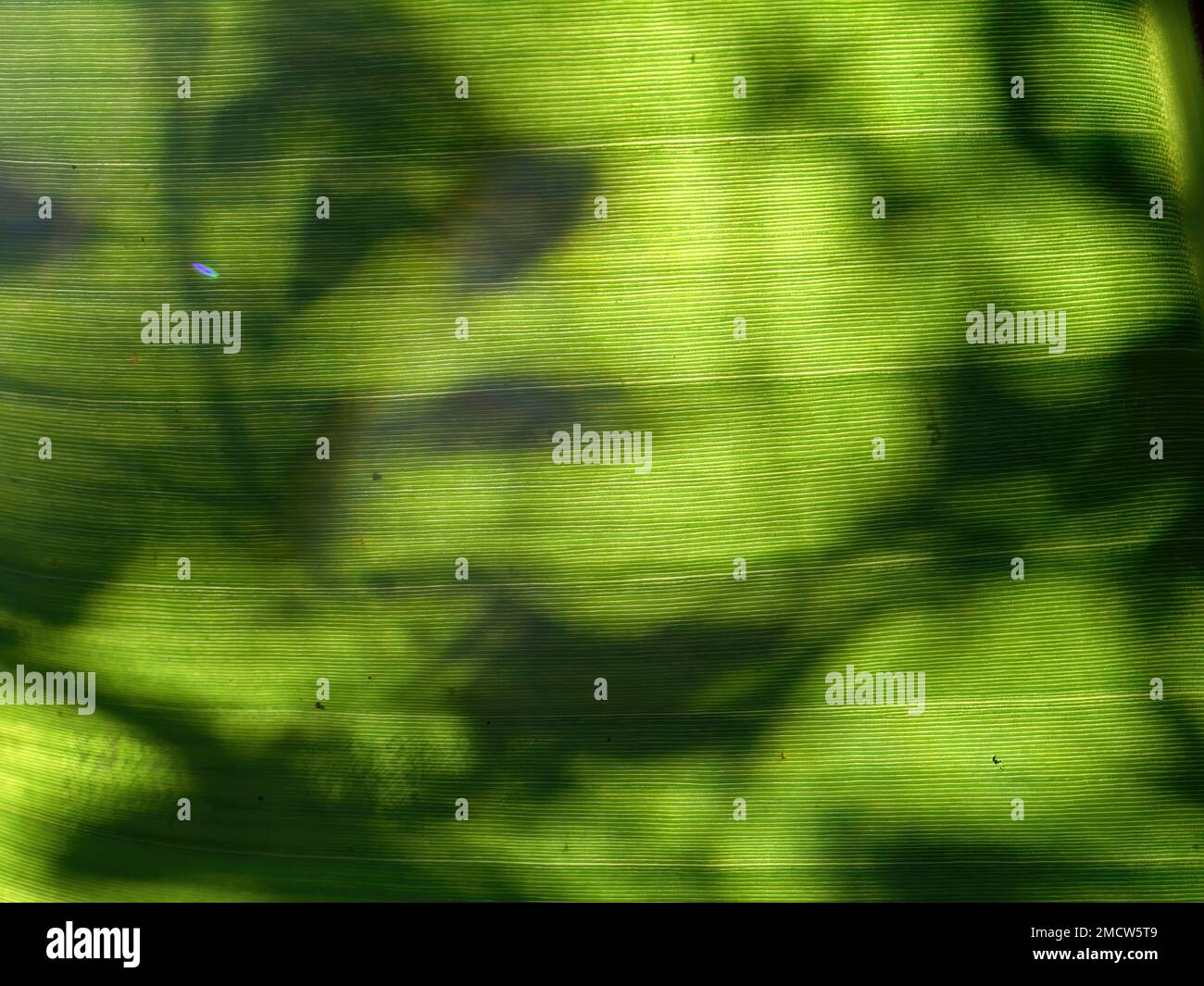 Macro photography of the veins of the leaf of a banana tree and some ...