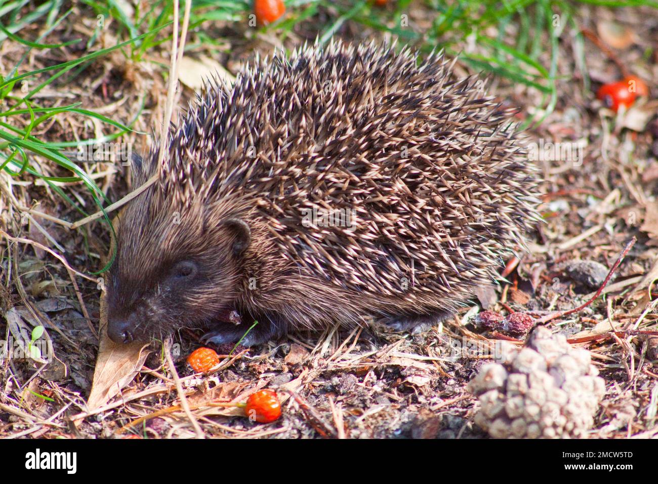 Baby Hedgehog foraging in the daylight in the Cotswolds Hook Norton ...