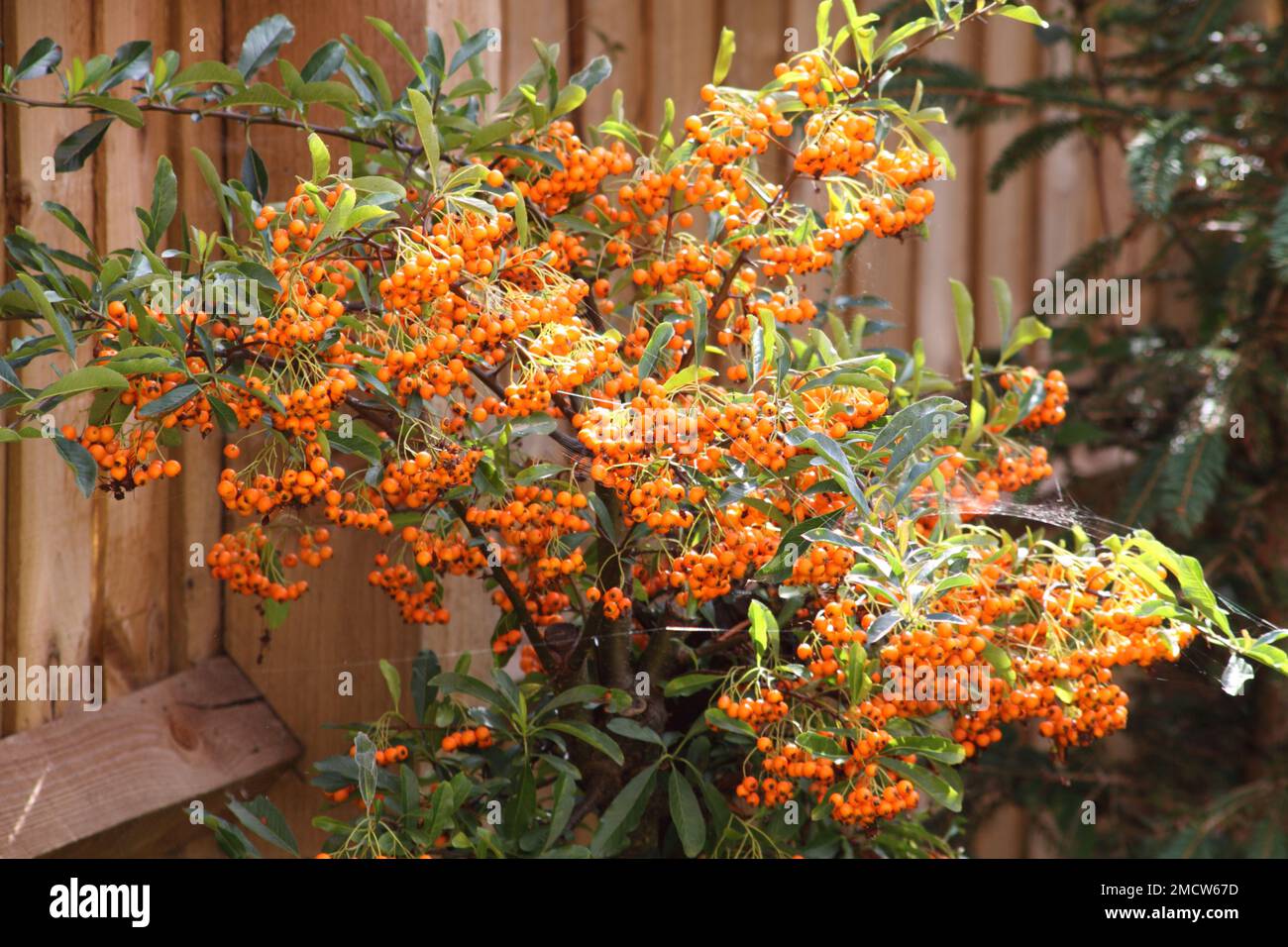 Firethorn Bush (Pyracantha Charmer) in back garden Stock Photo - Alamy