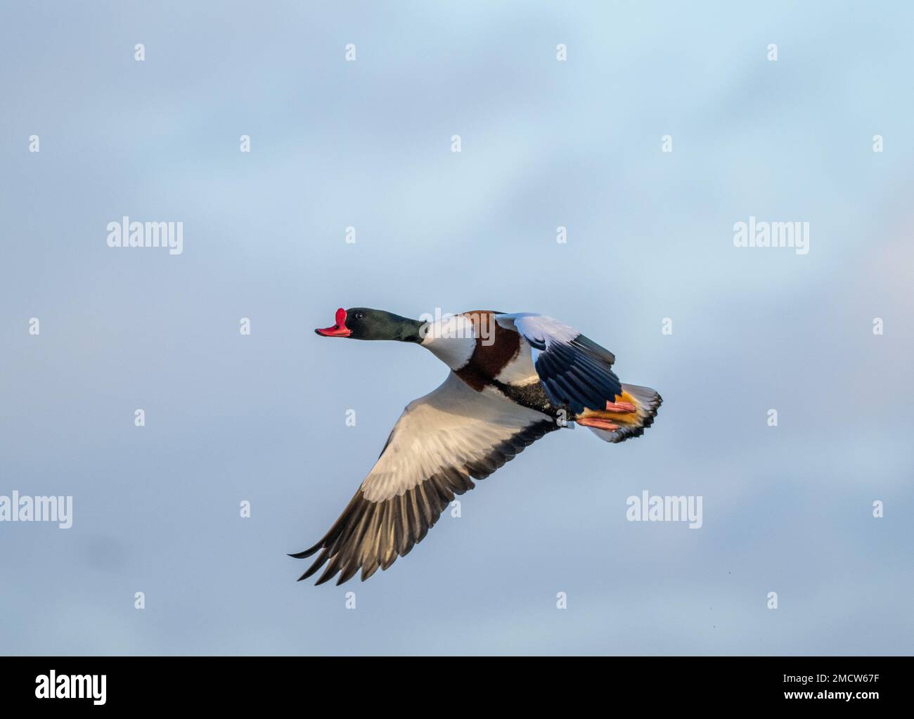 Duck flying over water hi-res stock photography and images - Alamy