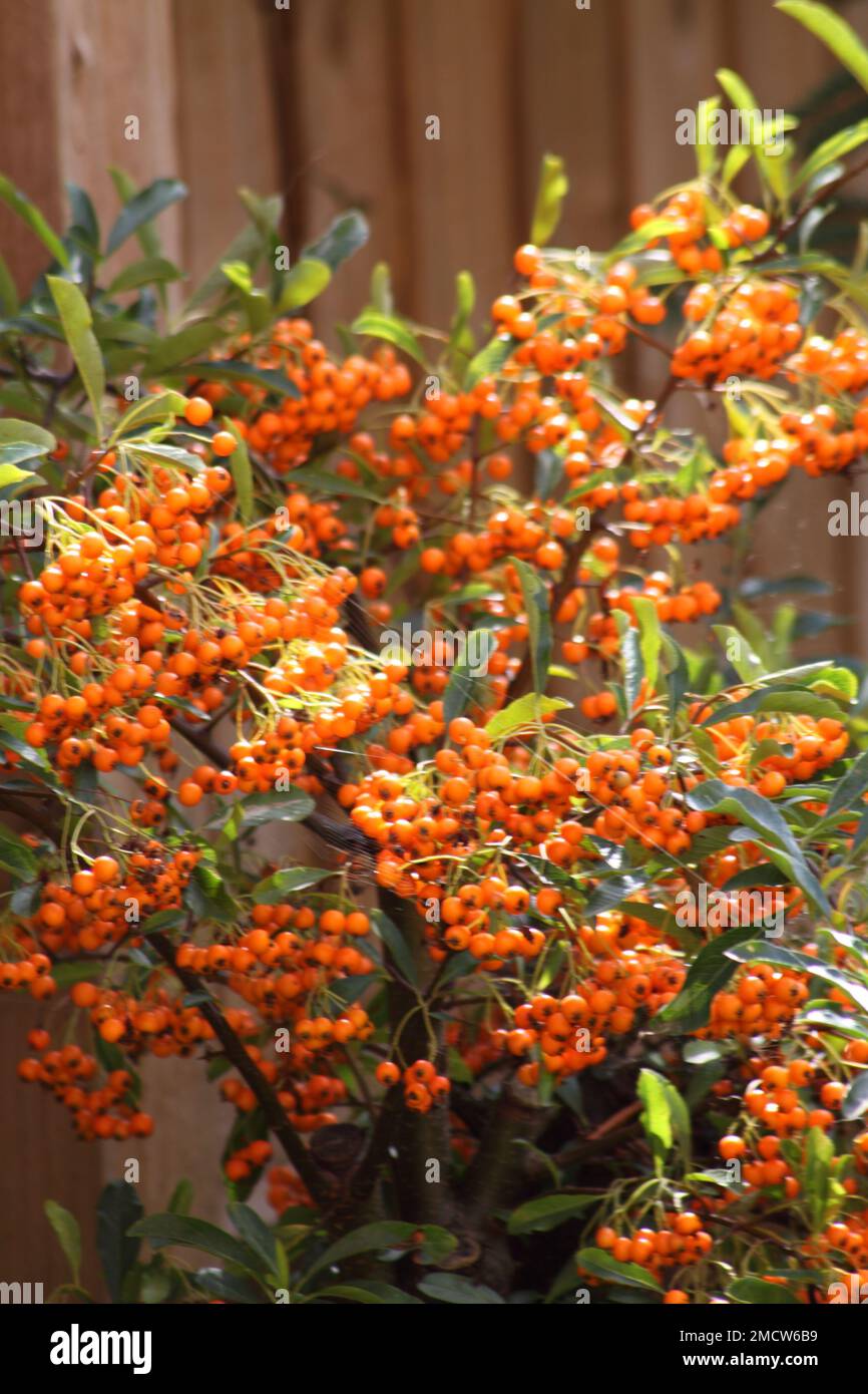 Firethorn Bush (Pyracantha Charmer) in back garden Stock Photo - Alamy