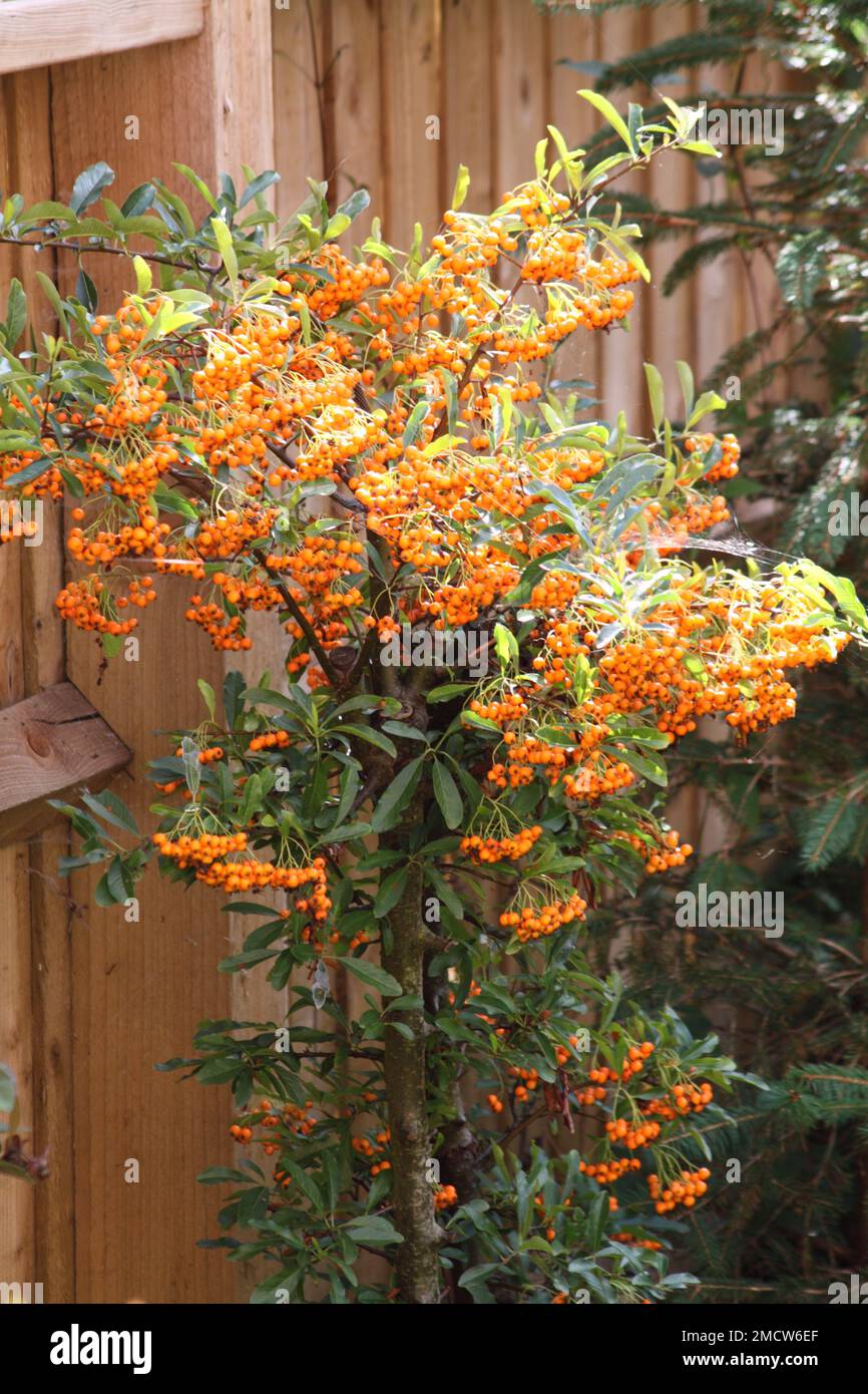 Firethorn Bush (Pyracantha Charmer) in back garden Stock Photo - Alamy