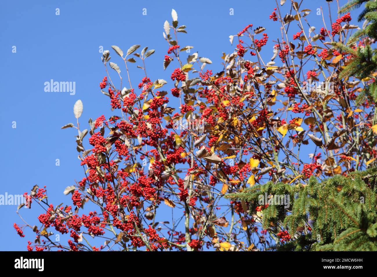 Red Berries growing in the Countryside North Cotswolds Hook Norton ...